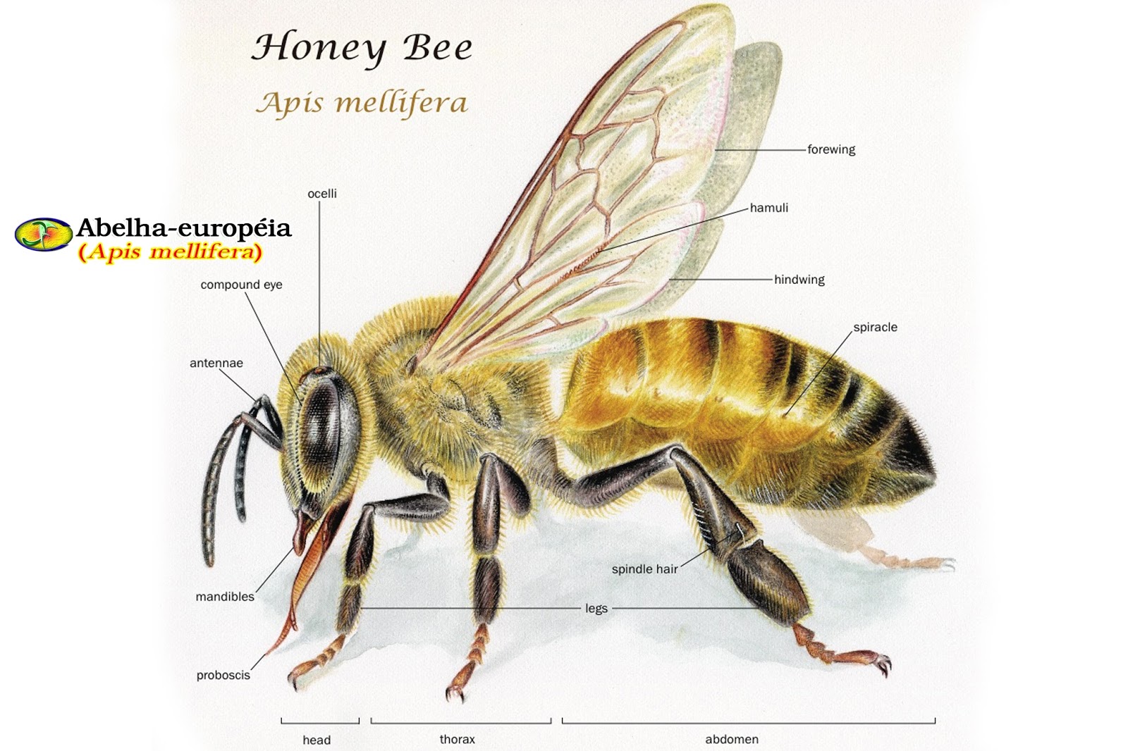 Zoologia: Abelha-européia (Apis mellifera)